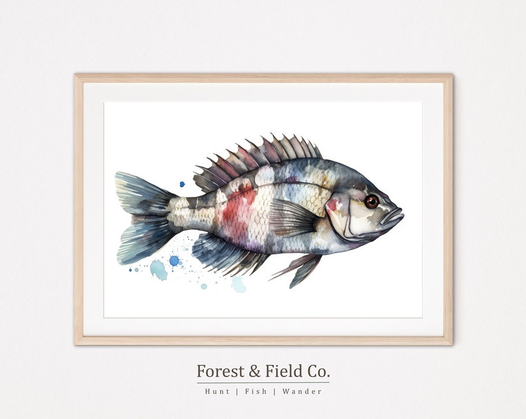 Sheepshead Fish Art Print, Coastal Wall Decor (digital Download) - Etsy