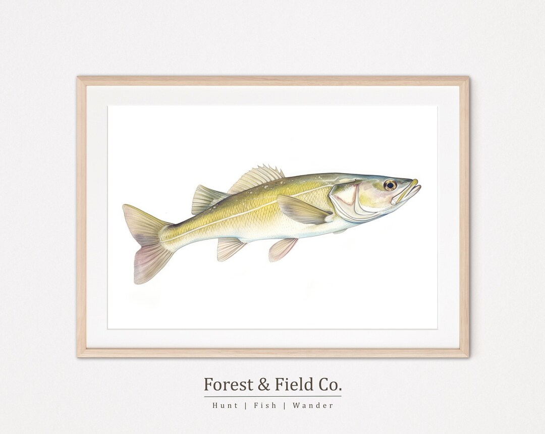 Snook Fish Art Print, Nature-inspired Fishing Illustration (digital ...