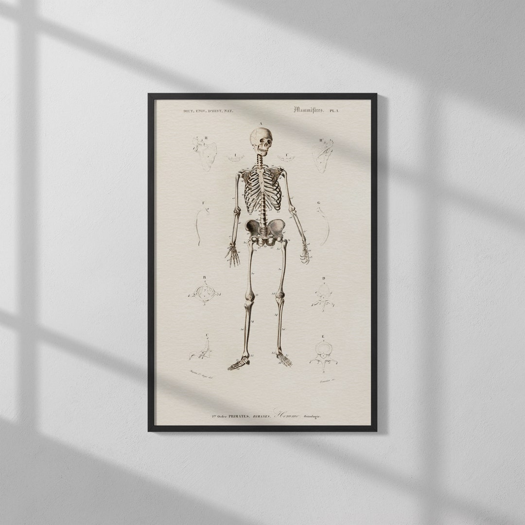 Human Skeleton by Charles Dessalines D' Orbigny (1806-1876) | Classical ...