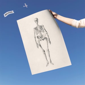 Human Skeleton, Anterior View by George Stubbs (1795–1806) | Classical ...