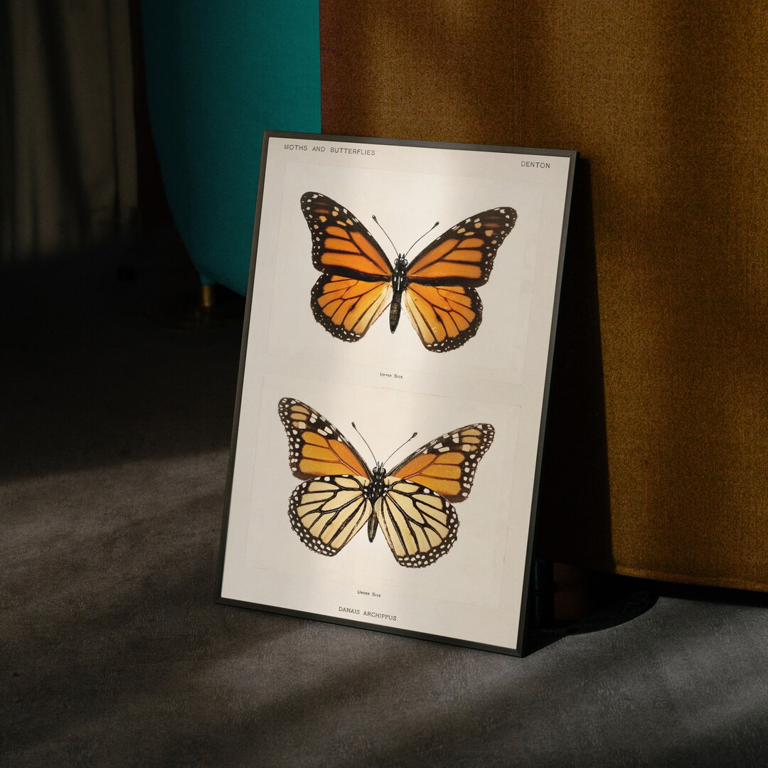 Monarch Butterfly by Sherman F. Denton 1900 High Quality - Etsy