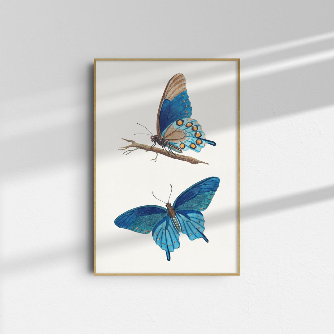Insects of North America by Thomas Say (1824–1828): Fine Art Print, 100 ...