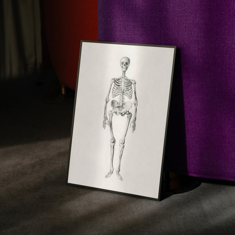 Human Skeleton Anterior View by George Stubbs 17951806 - Etsy