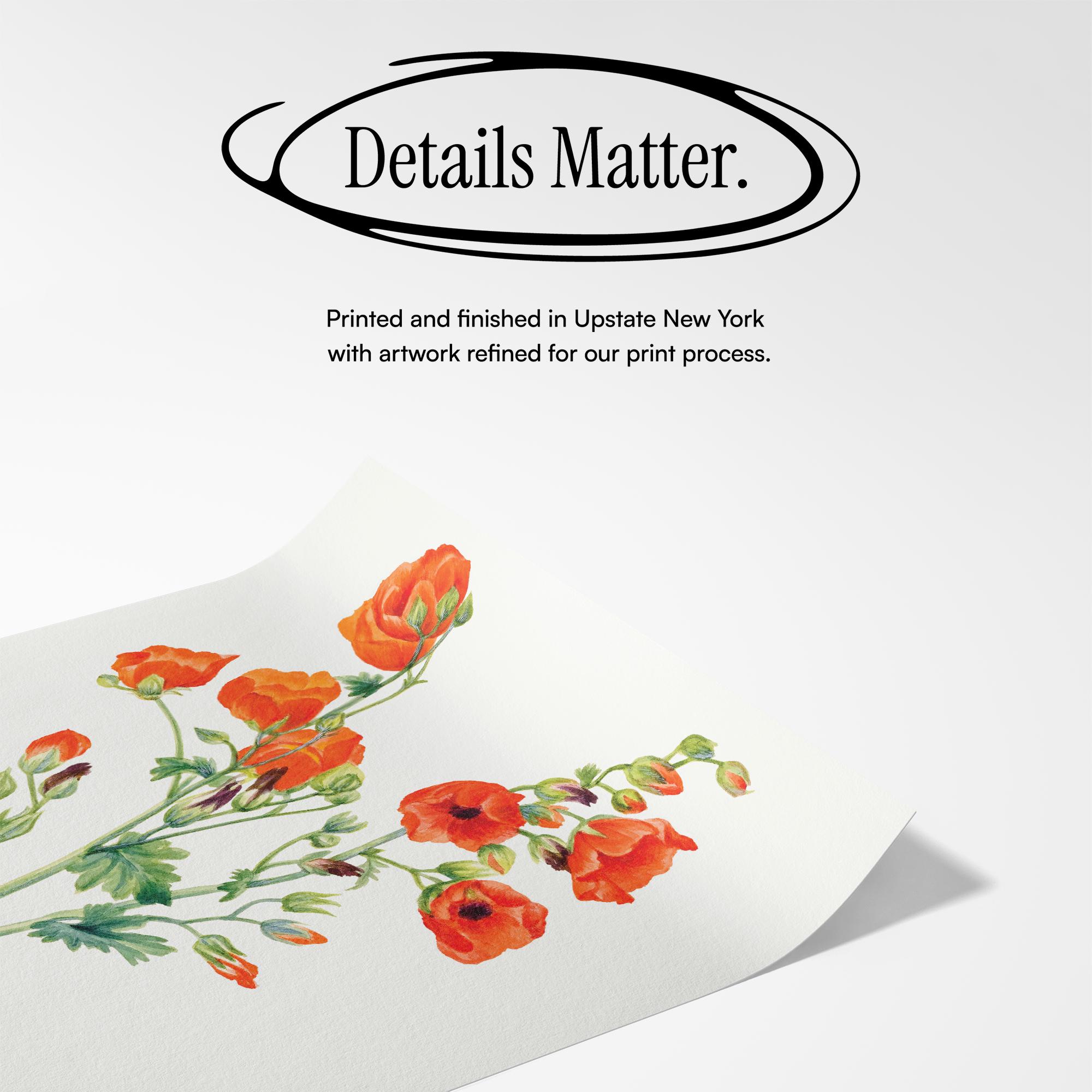 Scarlet Globe Mallow by Mary Vaux Walcott (1927) - Giclée Fine Art ...