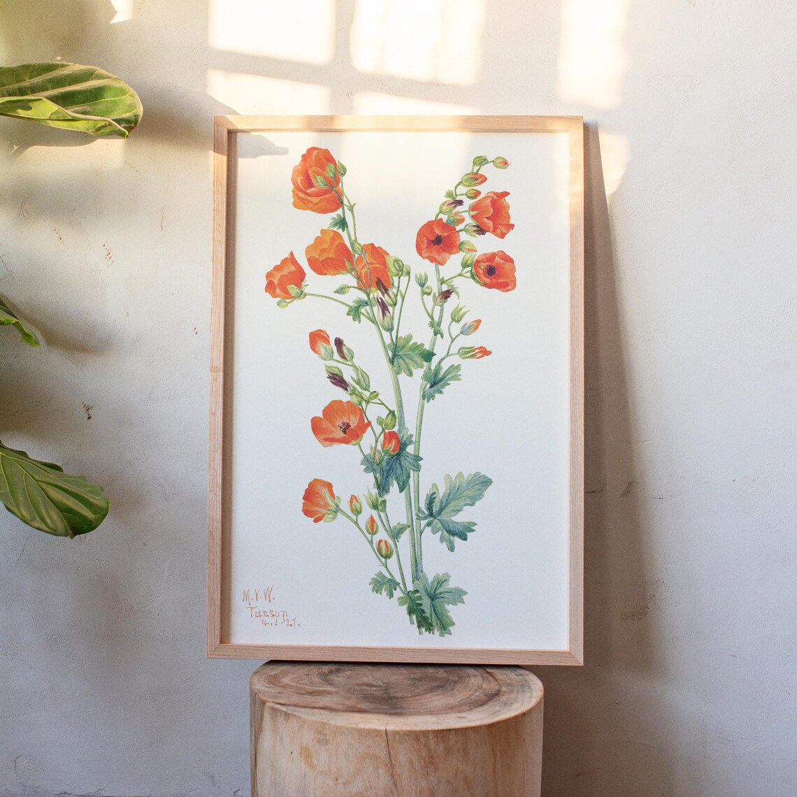 Scarlet Globe Mallow by Mary Vaux Walcott (1927) - Giclée Fine Art ...