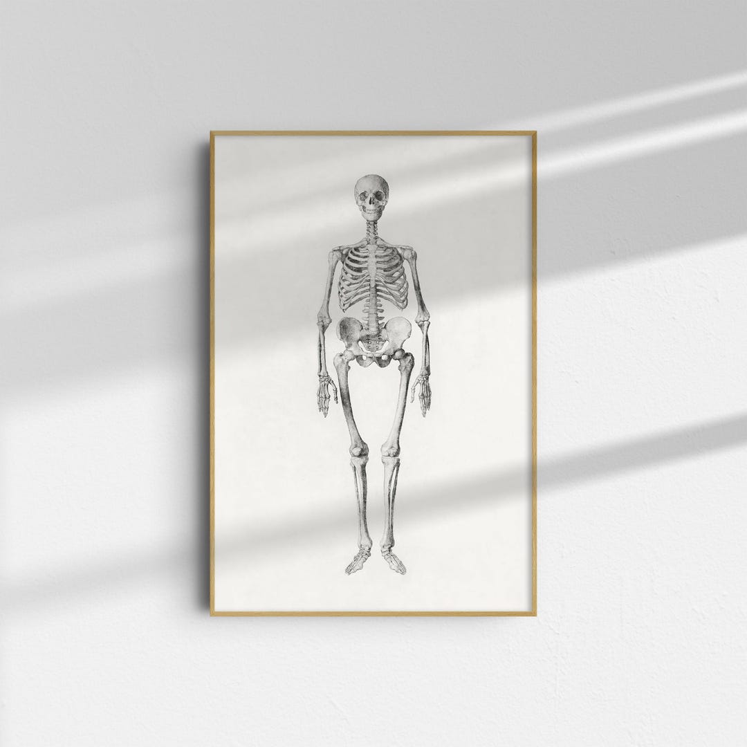 Human Skeleton, Anterior View by George Stubbs (1795–1806): Fine Art ...