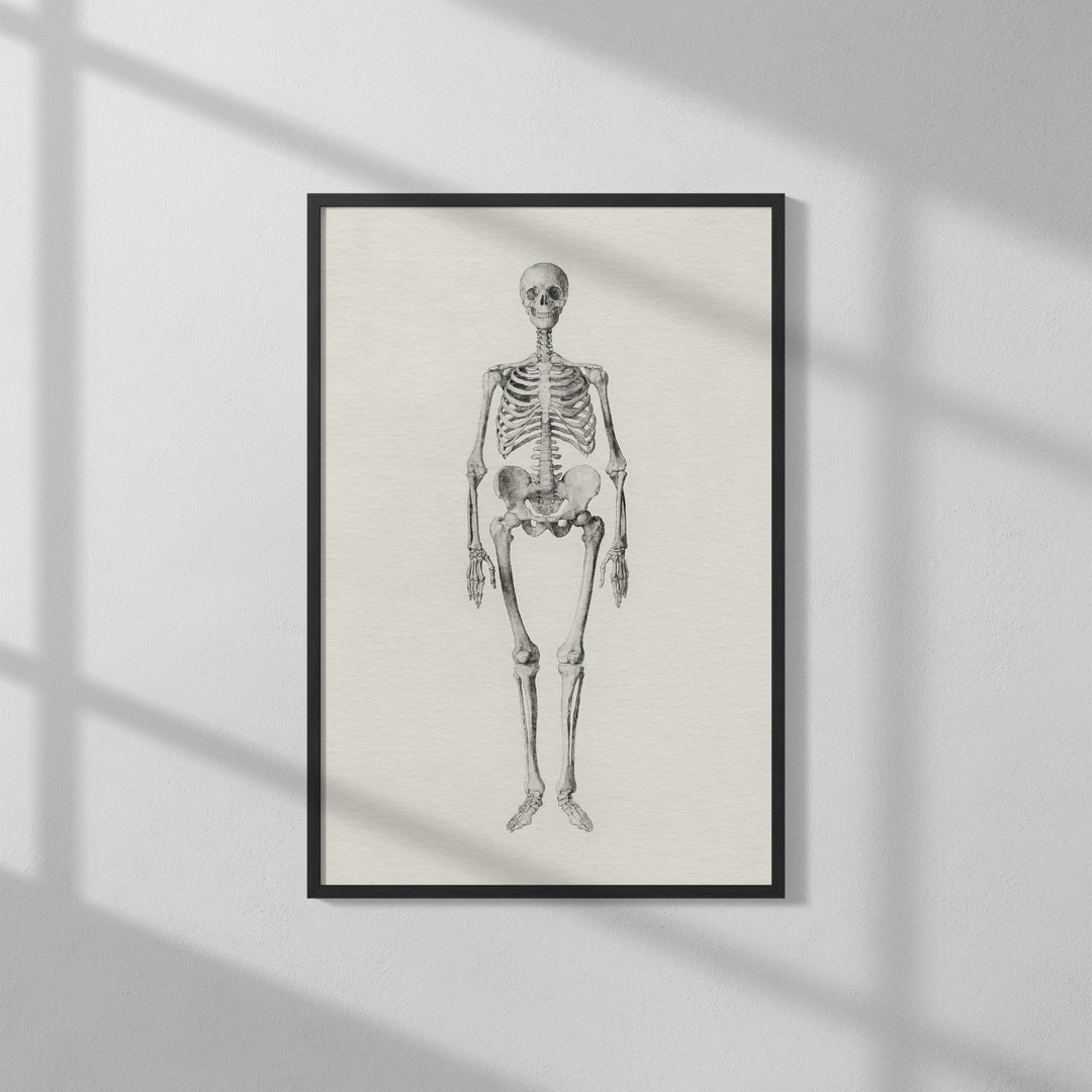 Human Skeleton, Anterior View by George Stubbs (1795–1806) | Classical ...