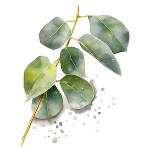 Eucalyptus Leaf Watercolor Clipart 23 PNG Bundle, Commercial Use ...