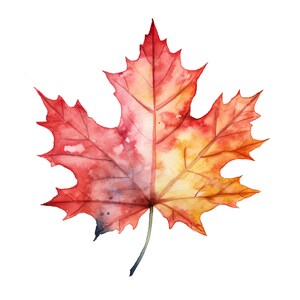 24 Watercolor Maple Leaf Clipart Bundle for Commercial Use - Instant ...