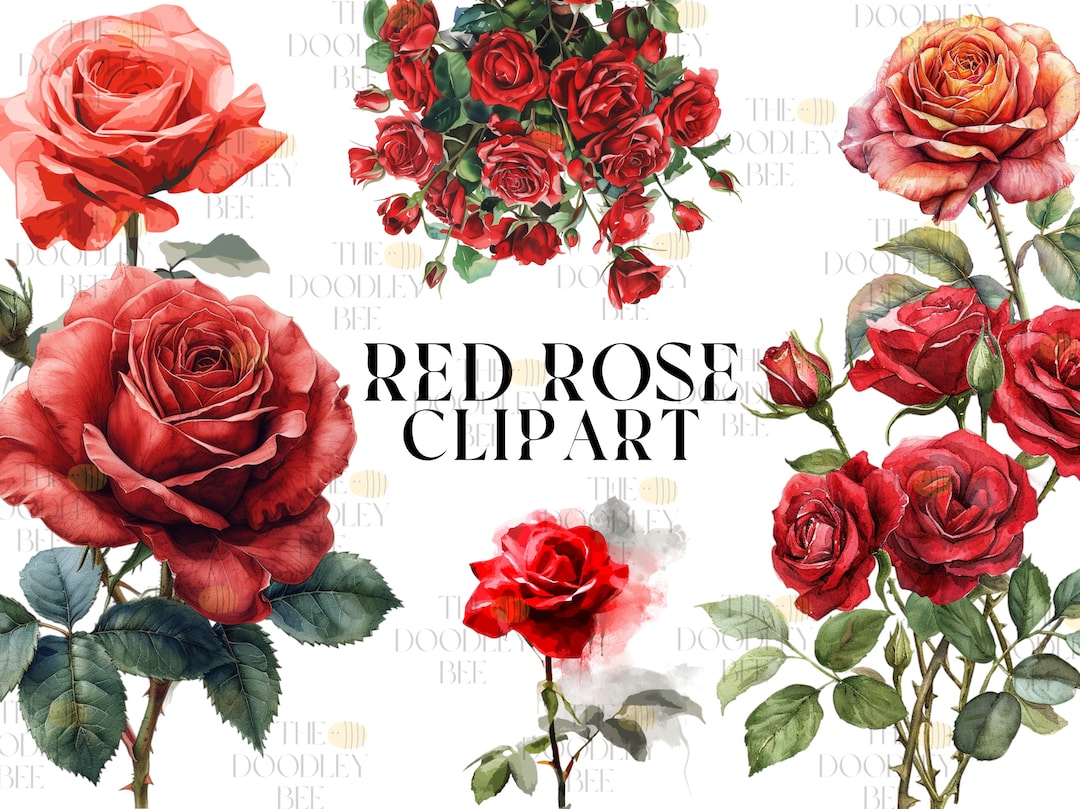 Watercolor Red Rose Clipart, 10 High Quality Jpgs Botanical Art Instant ...