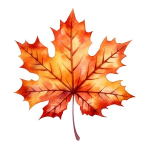 24 Watercolor Maple Leaf Clipart Bundle for Commercial Use - Instant ...