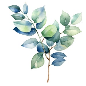 Eucalyptus Leaf Watercolor Clipart 23 PNG Bundle, Commercial Use ...