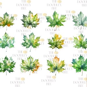 44 Oak and Maple Leaf Watercolor Clipart PNG Bundle, Commercial Use ...