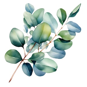 Eucalyptus Leaf Watercolor Clipart 23 PNG Bundle, Commercial Use ...