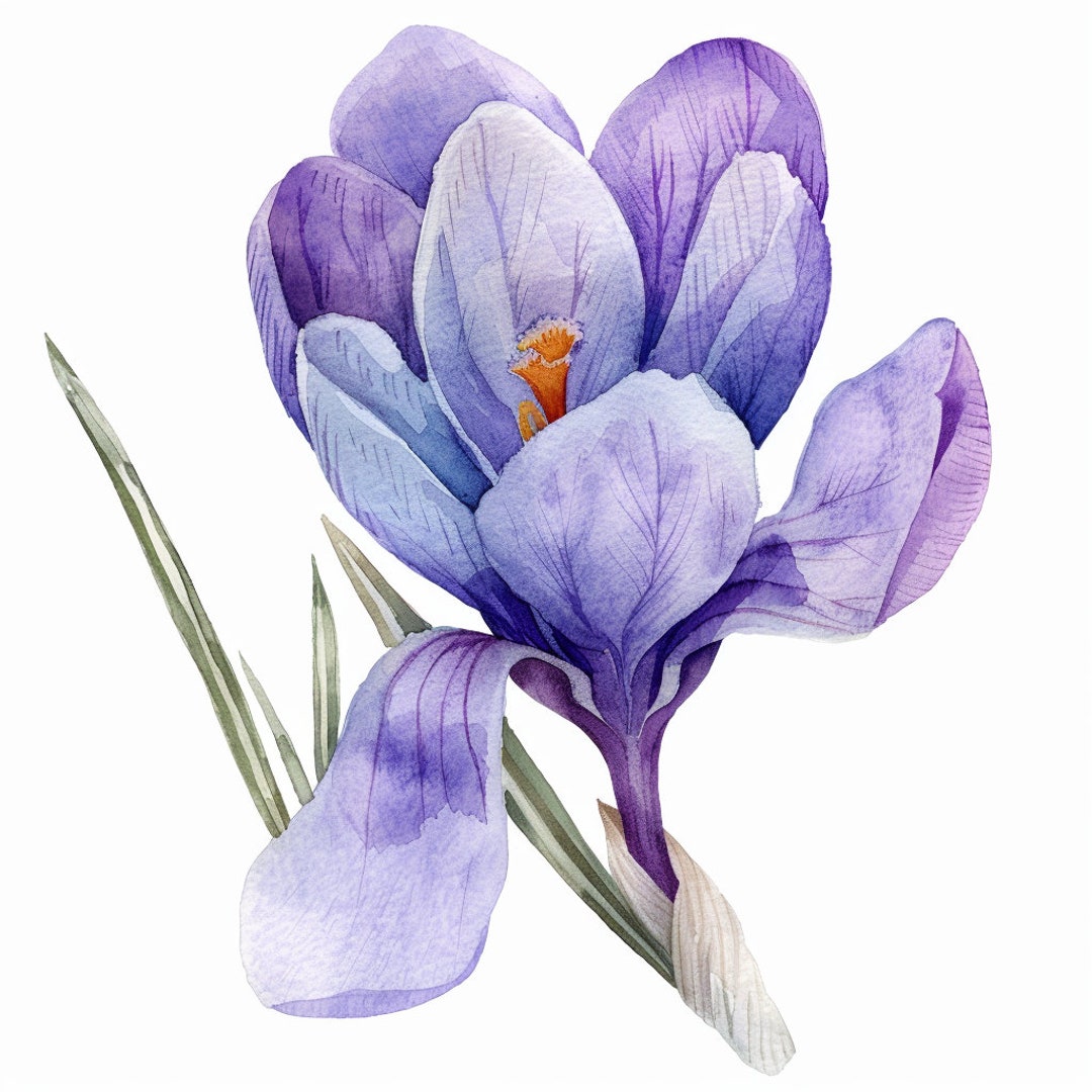Watercolor Crocus Flowers Clipart, 12 High Quality Pngs, Botanical Art ...