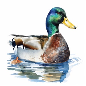 Duck Clipart, 12 High Quality Pngs, Nursery Art, Instant Digital ...