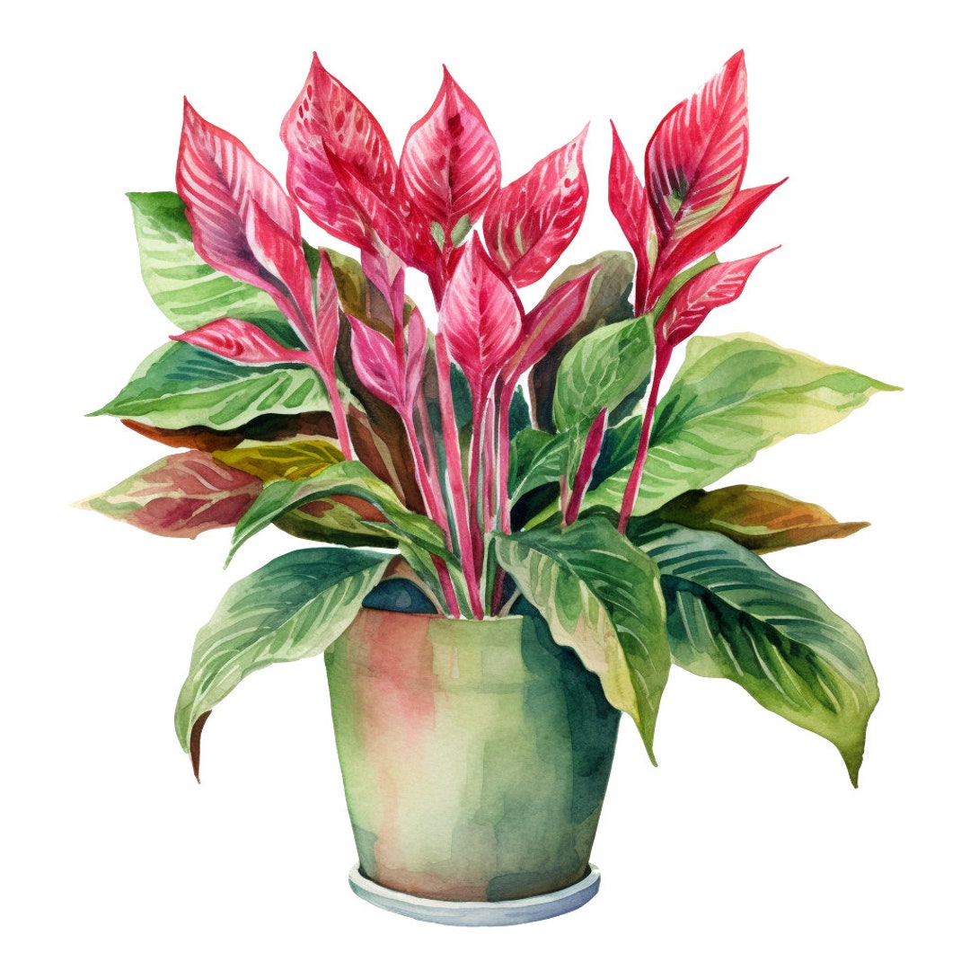 House Plants Clipart. 12 Potted Flowers Clipart, Outdoor Houseplants ...