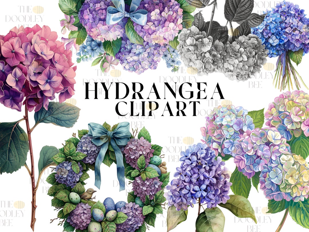 Watercolor Hydrangea Clipart, 10 High Quality Jpgs, Botanical Art ...