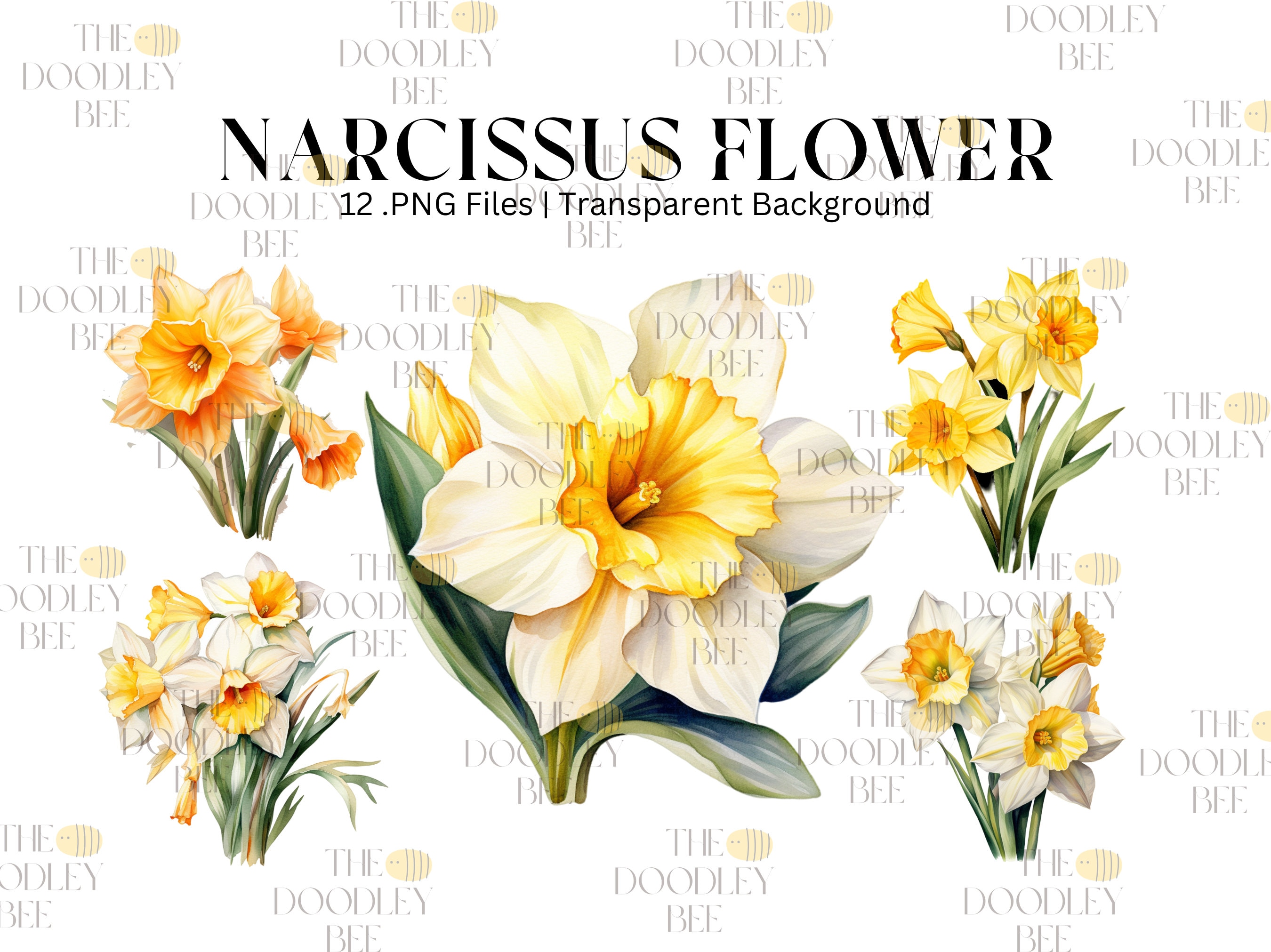 Narcissus Clipart ,spring Wedding Flowers Clipart Bundle Watercolor ...