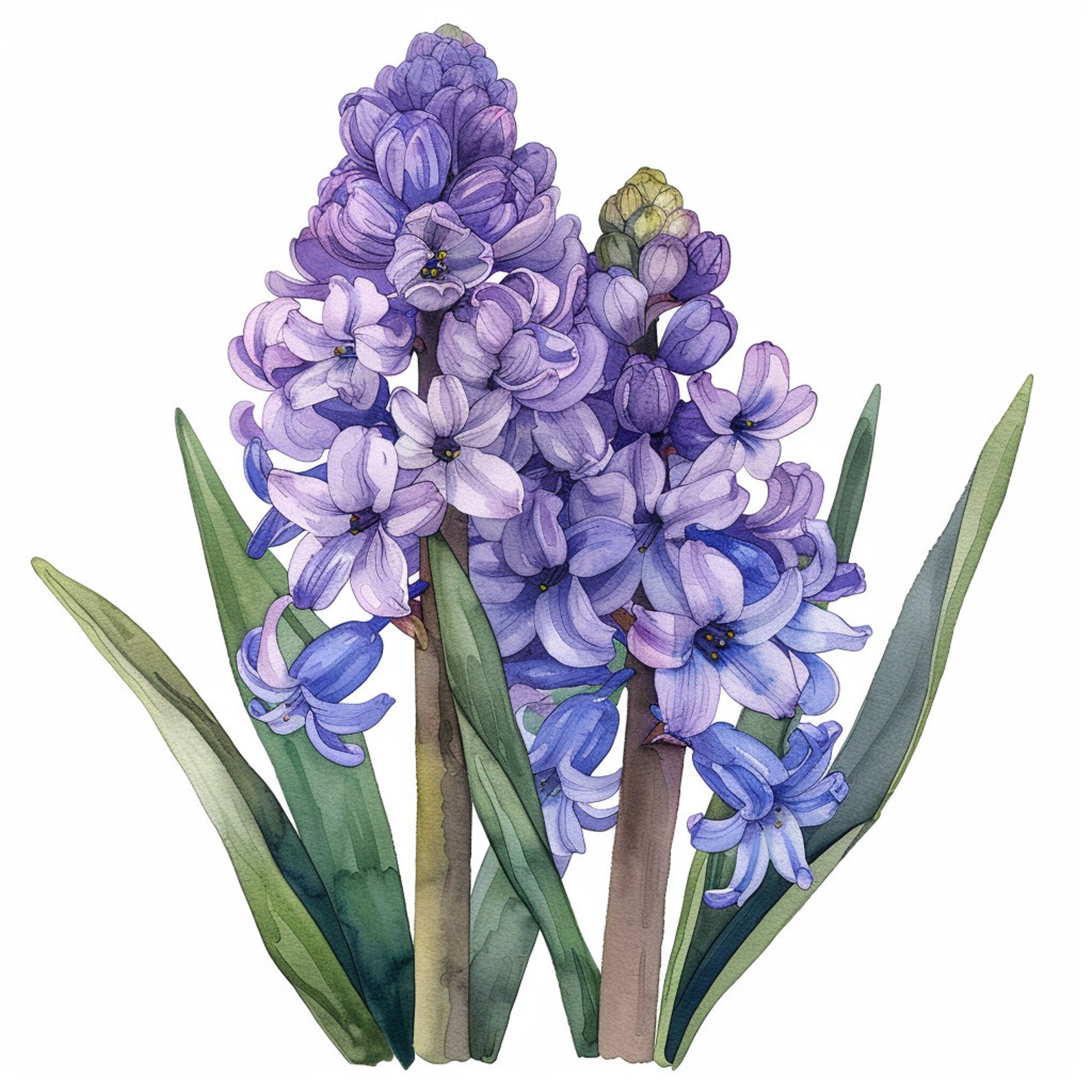 12 Hyacinths Clipart High Quality Jpgs, Junk Journaling, Digital ...