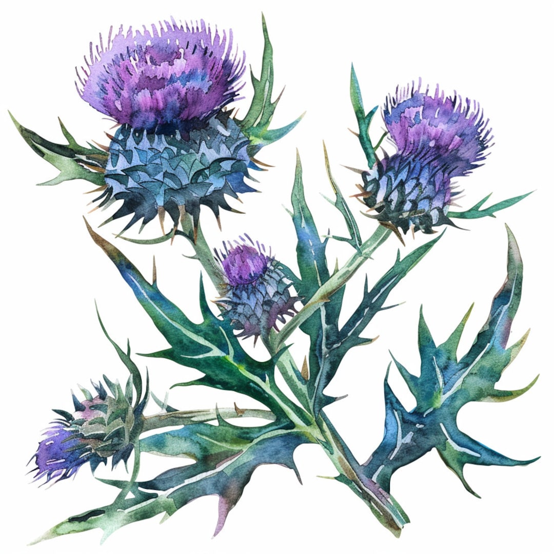 Watercolor Thistle Clipart, 12 High Quality Pngs, Botanical Art ...