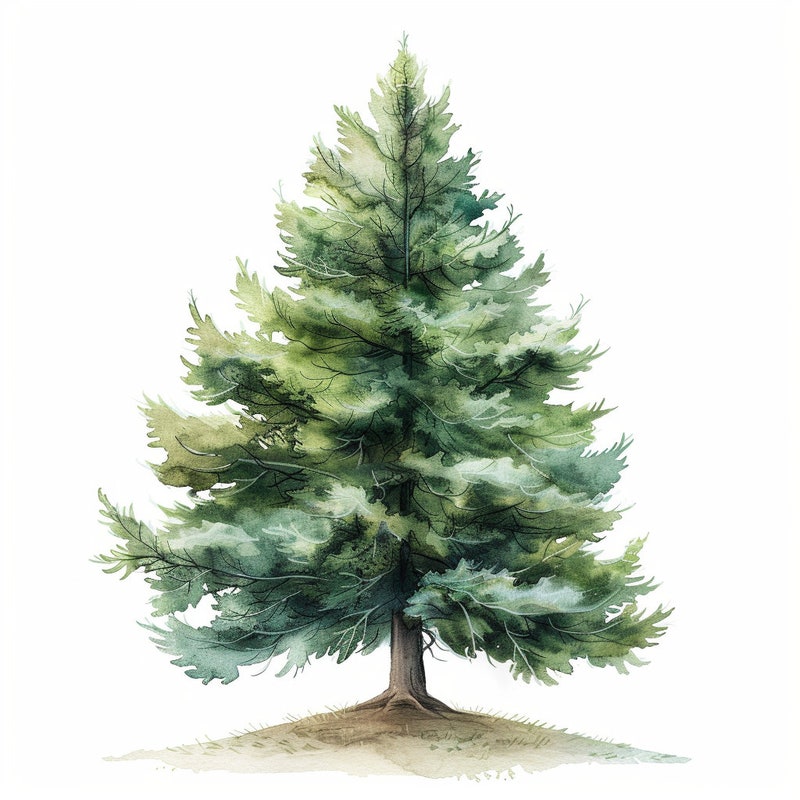 Fir Tree Png - Etsy