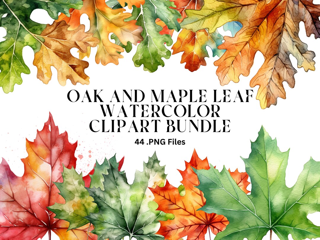 44 Oak and Maple Leaf Watercolor Clipart PNG Bundle, Commercial Use ...