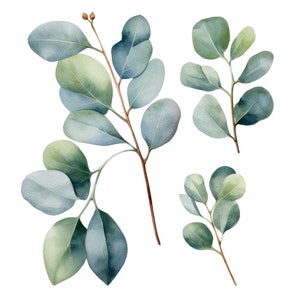 Eucalyptus Leaf Watercolor Clipart 23 PNG Bundle, Commercial Use ...