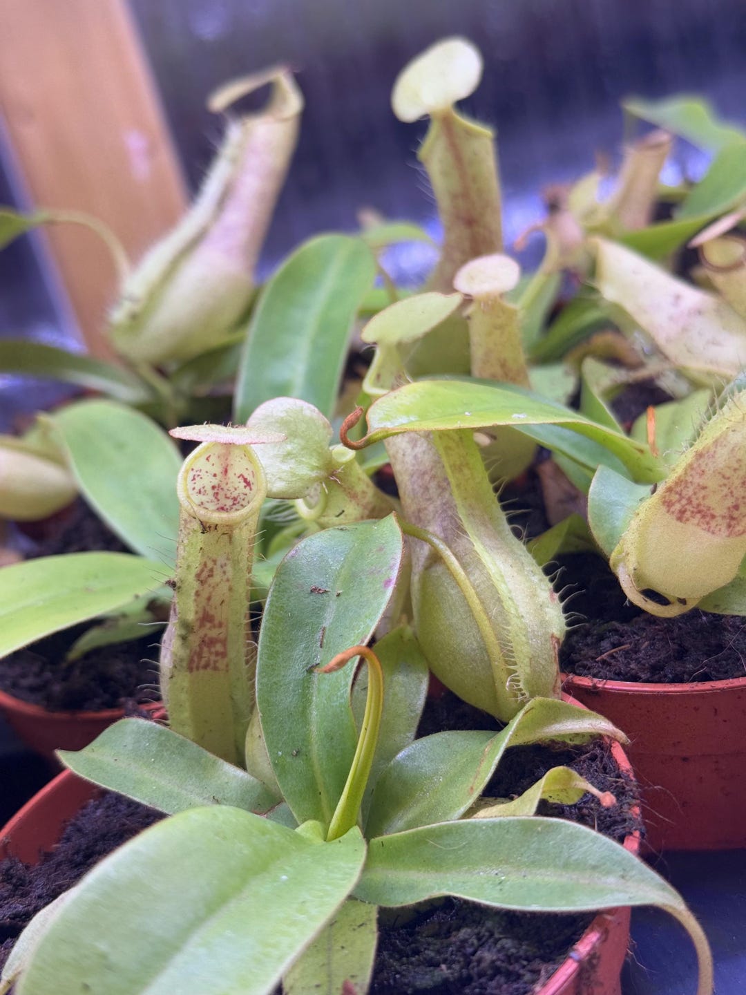 Nepenthes ‘hispida Beck’ Carnivorous Plant - With Plant Passports ...