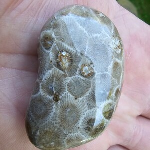 Polished Petoskey Stone: Golf Ball Size, Velvet Bag - Etsy