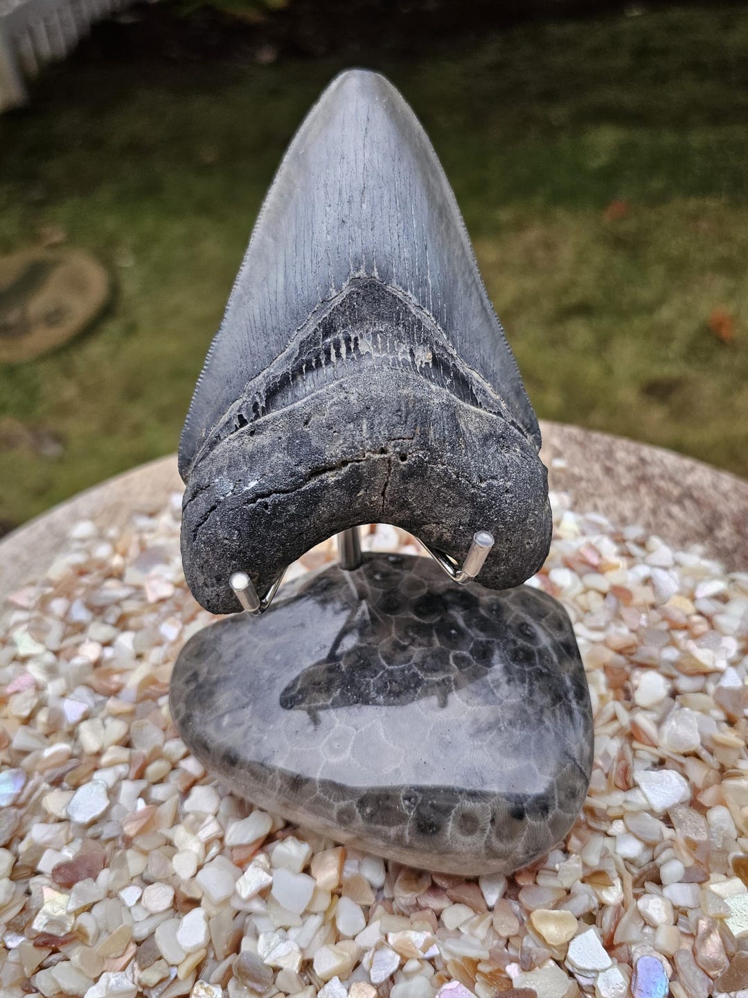 BLUE!!!! Rare Blue Petoskey Meg Tooth Stand With a Steel Blue Monster ...