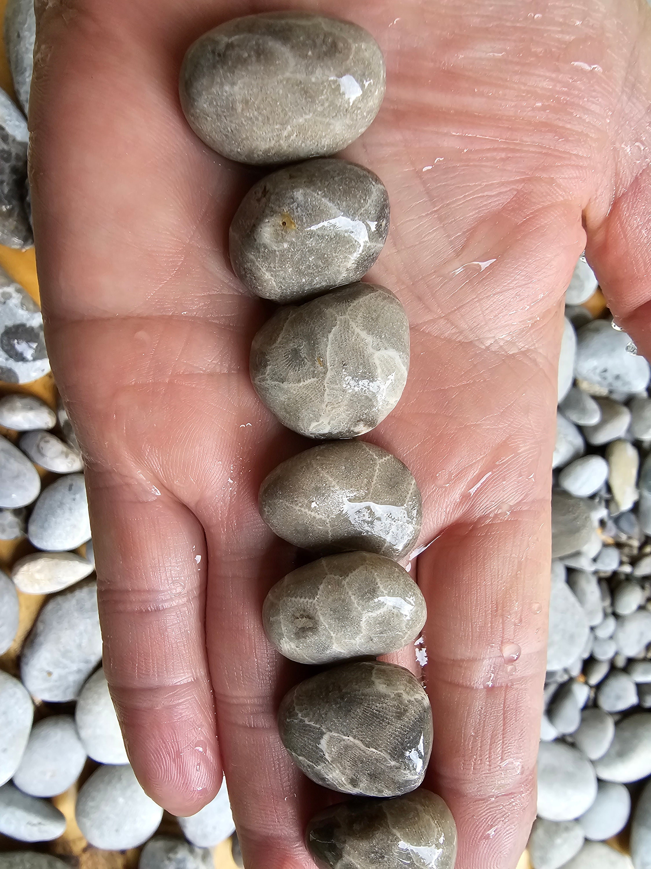 Unpolished Petoskey Stone: Michigan Fossil, Quarter Size - Etsy