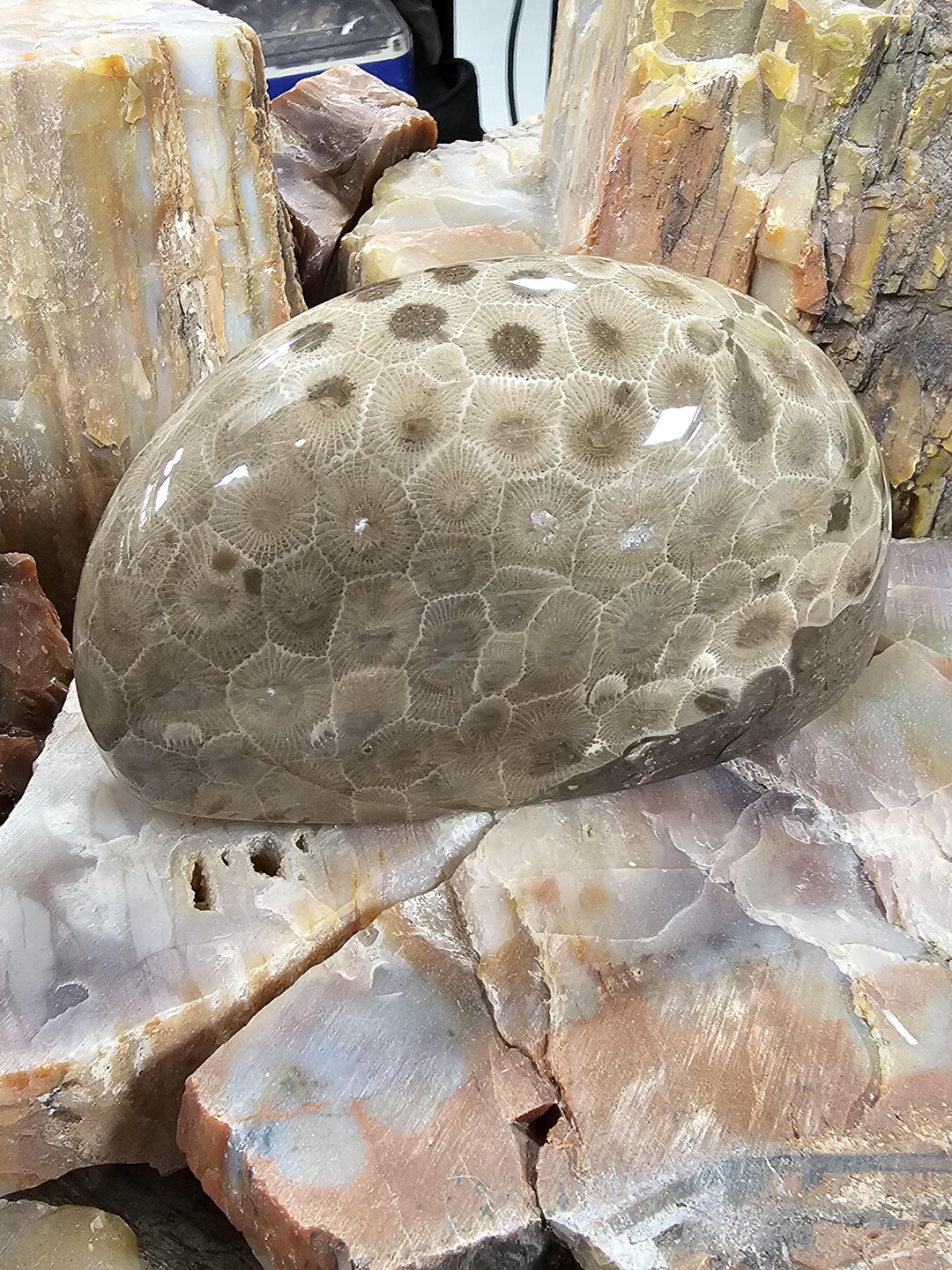 Gorgeous "upright Ridge" Ancient Fossilized Coral Michigan Petoskey! - Etsy