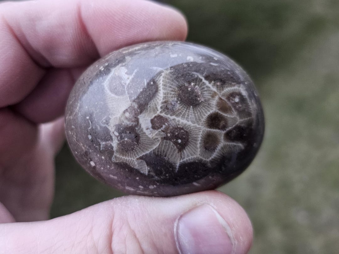 Just a Little Petoskey? Cool Fossil Rock With Just a Little Bit of ...