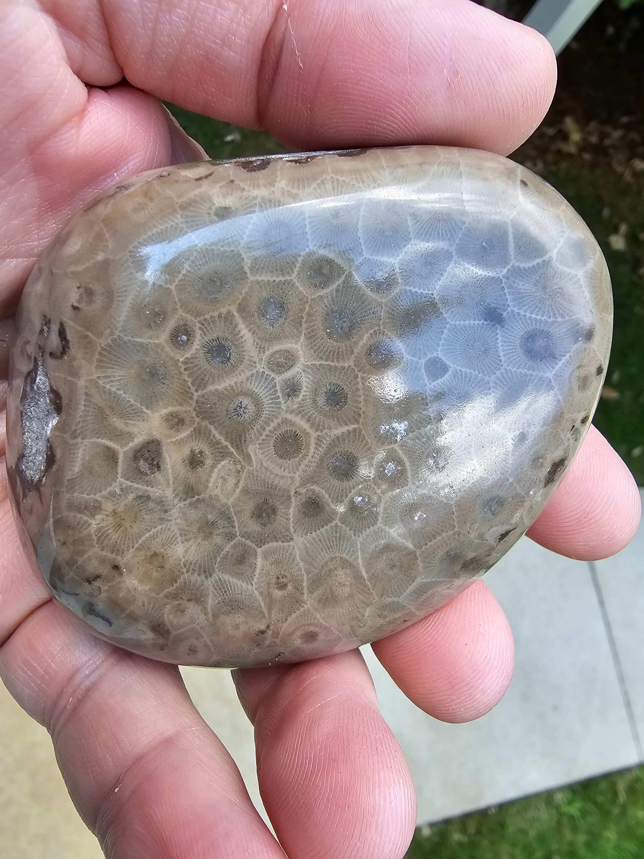 Wow. Micro Hexagonaria Polished. What This Petoskey Lacks in Contrast ...