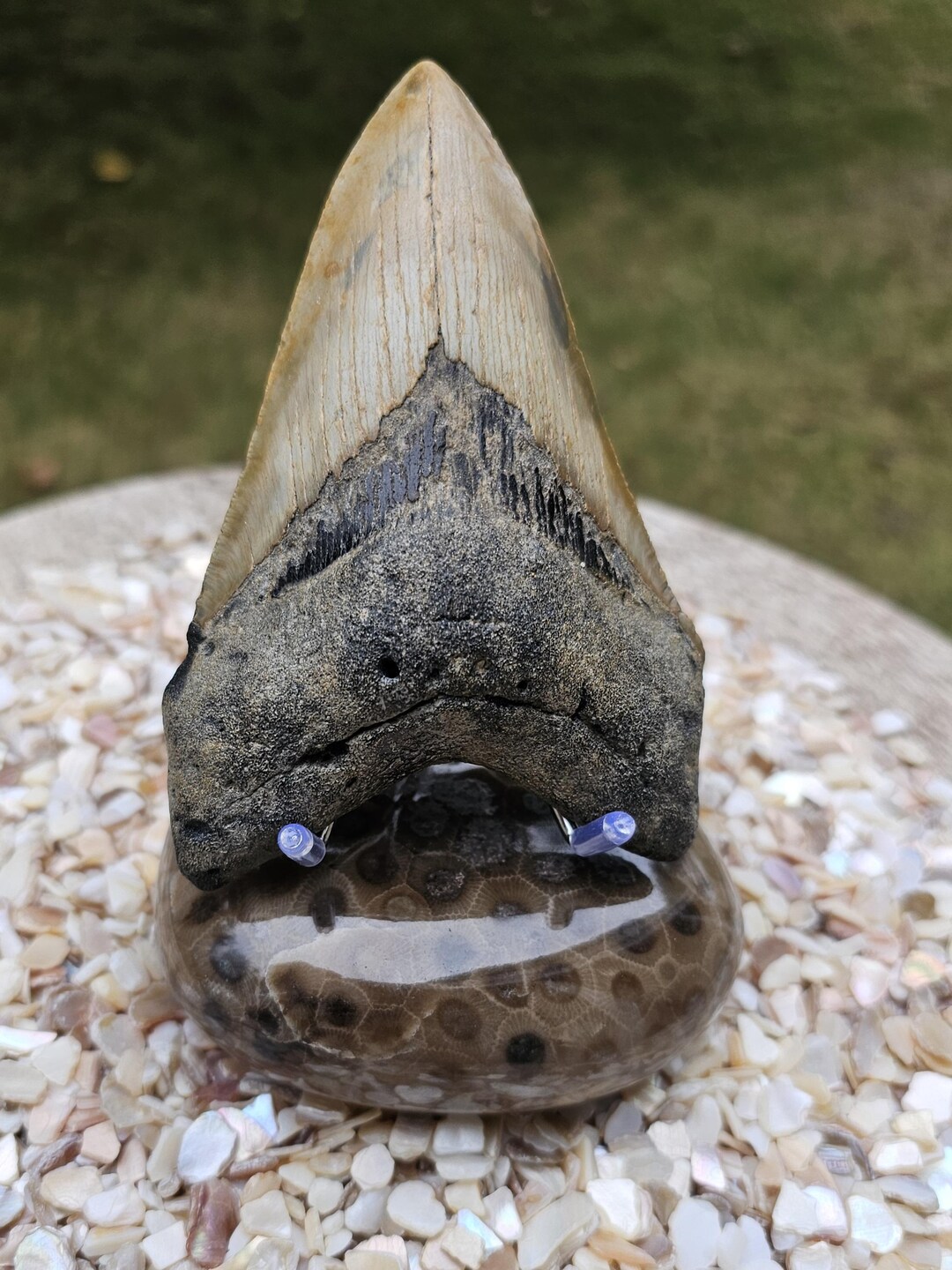Big Bada** Meg Tooth and Stunning Petoskey Base. - Etsy