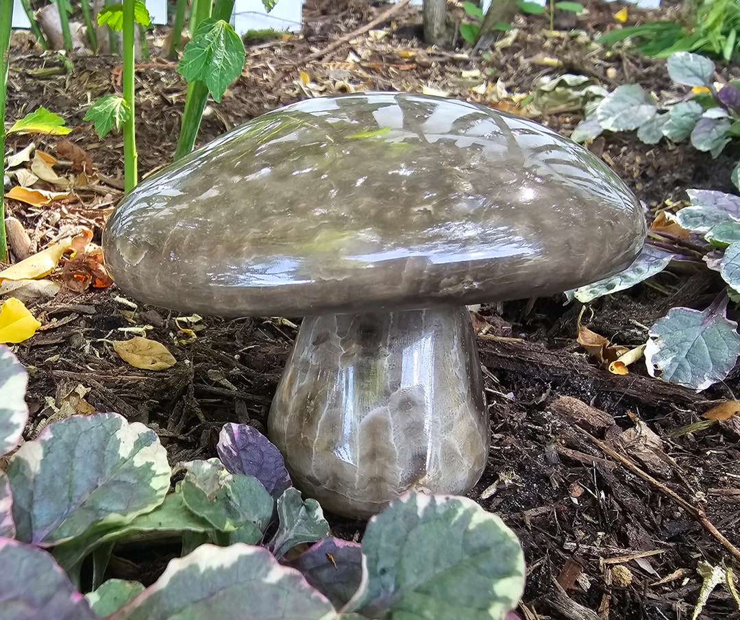 Large Mushroom Fossil for Garden. - Etsy