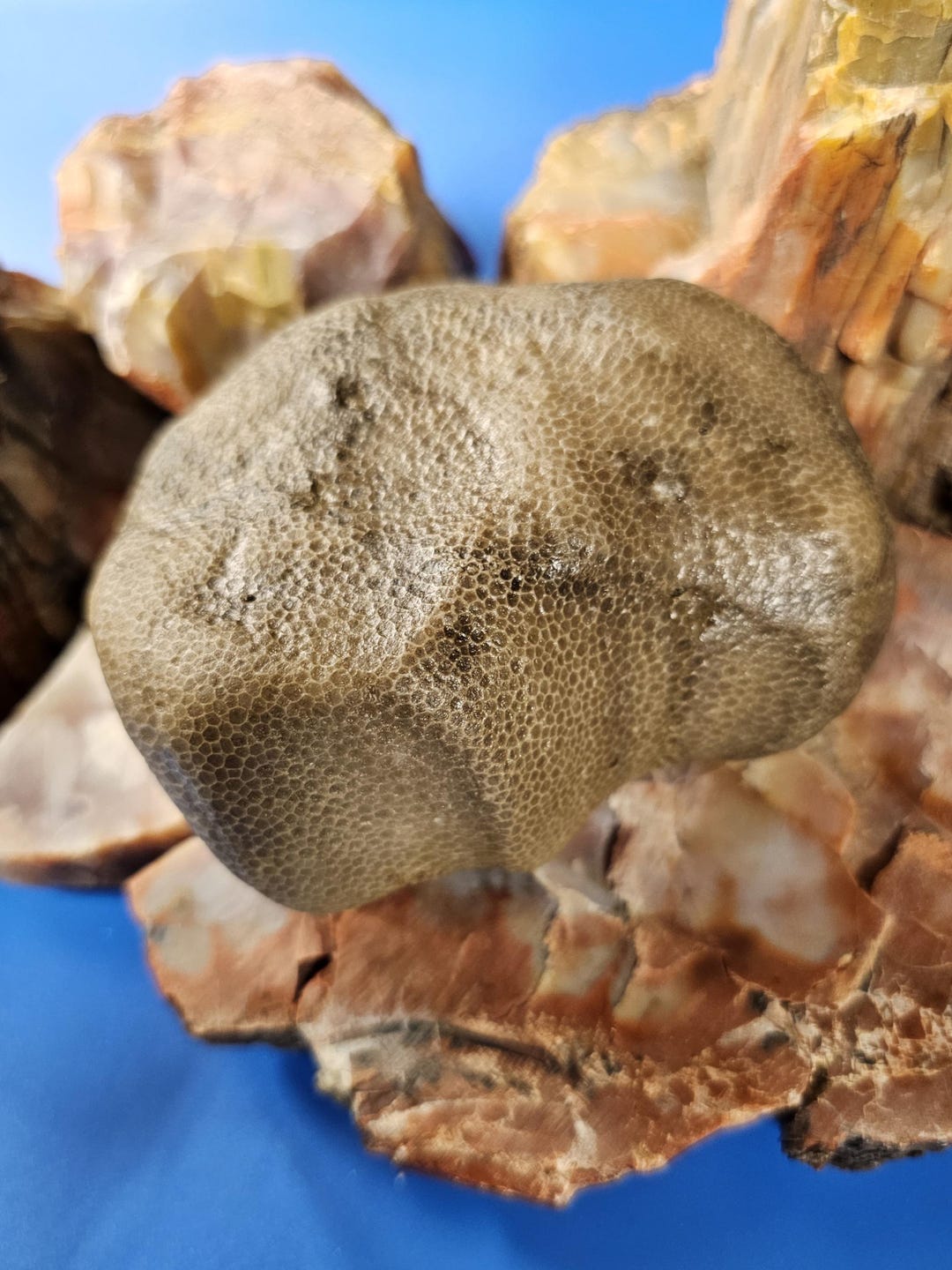 NATURAL Charlevoix (favosite) Coral Fossil #004 - Etsy