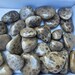 Polished Petoskey Stone: Golf Ball Size, Velvet Bag - Etsy