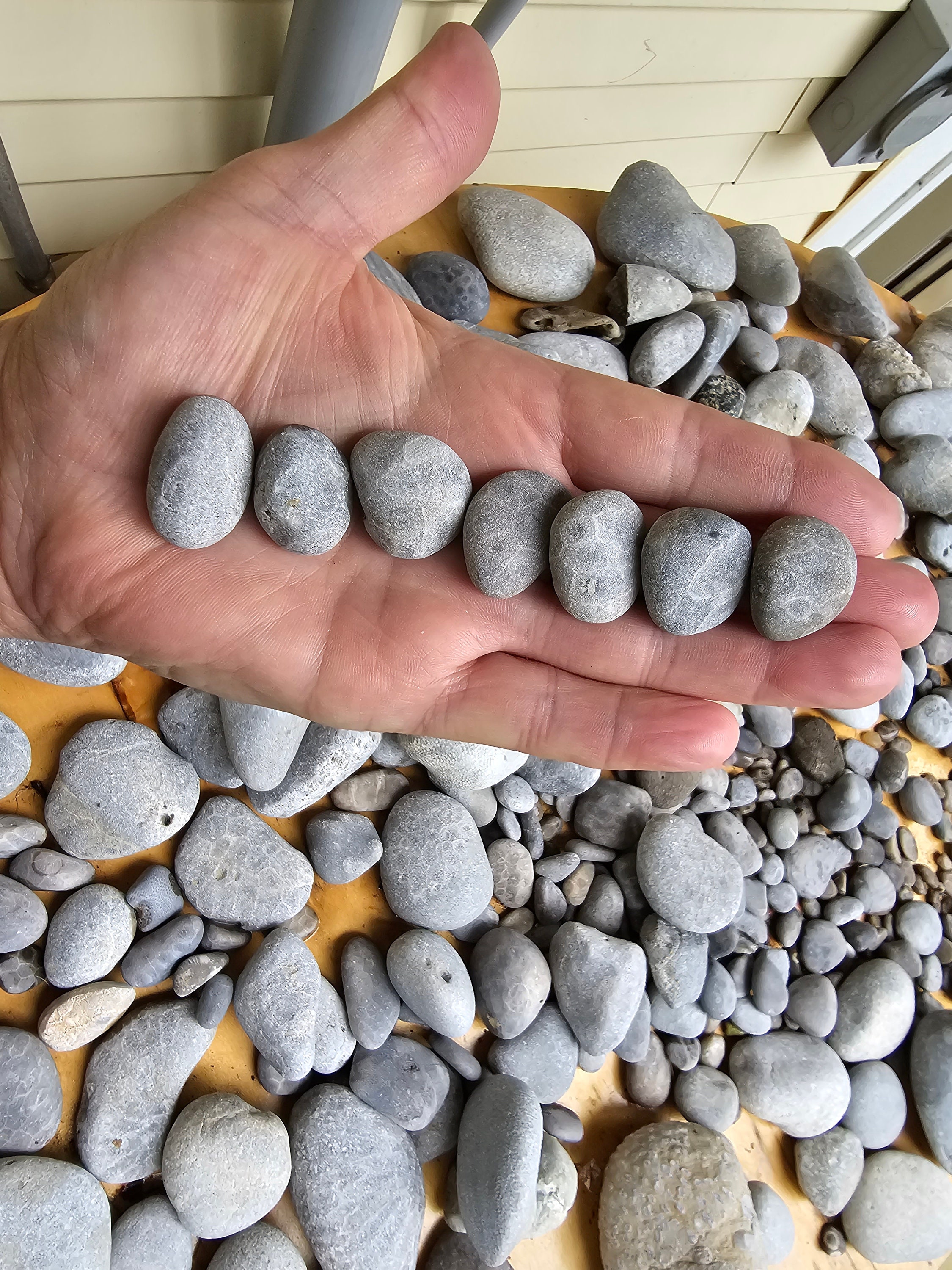 Unpolished Petoskey Stone: Michigan Fossil, Quarter Size - Etsy