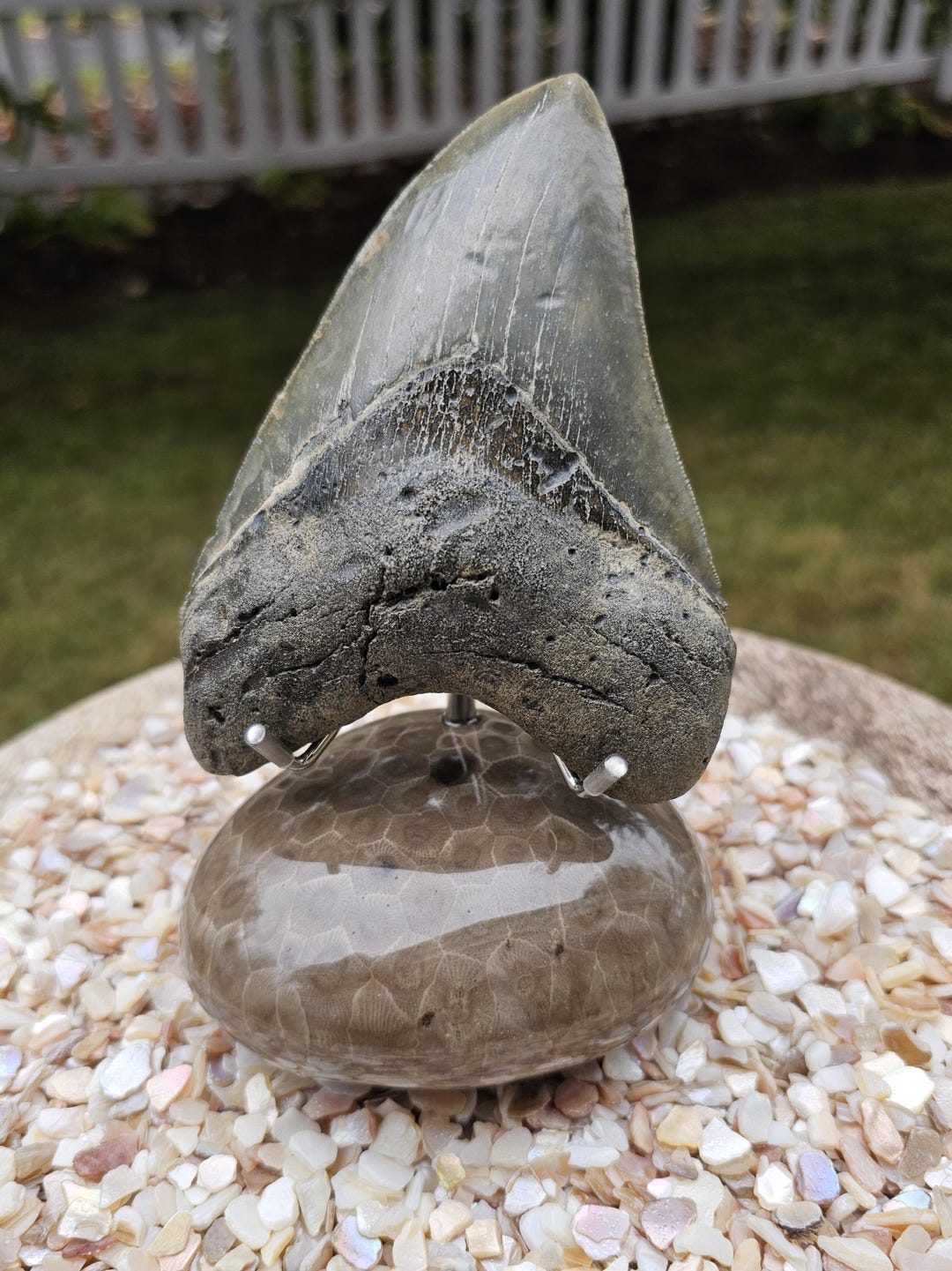 WOWZZAAA!!!! Megladon Tooth AND Polished Petoskey Stone Stand!!! - Etsy