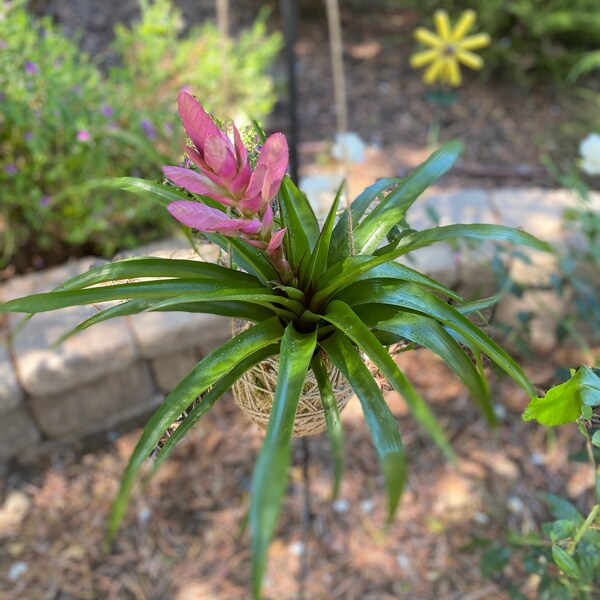 Japanese Plants Balls - Etsy