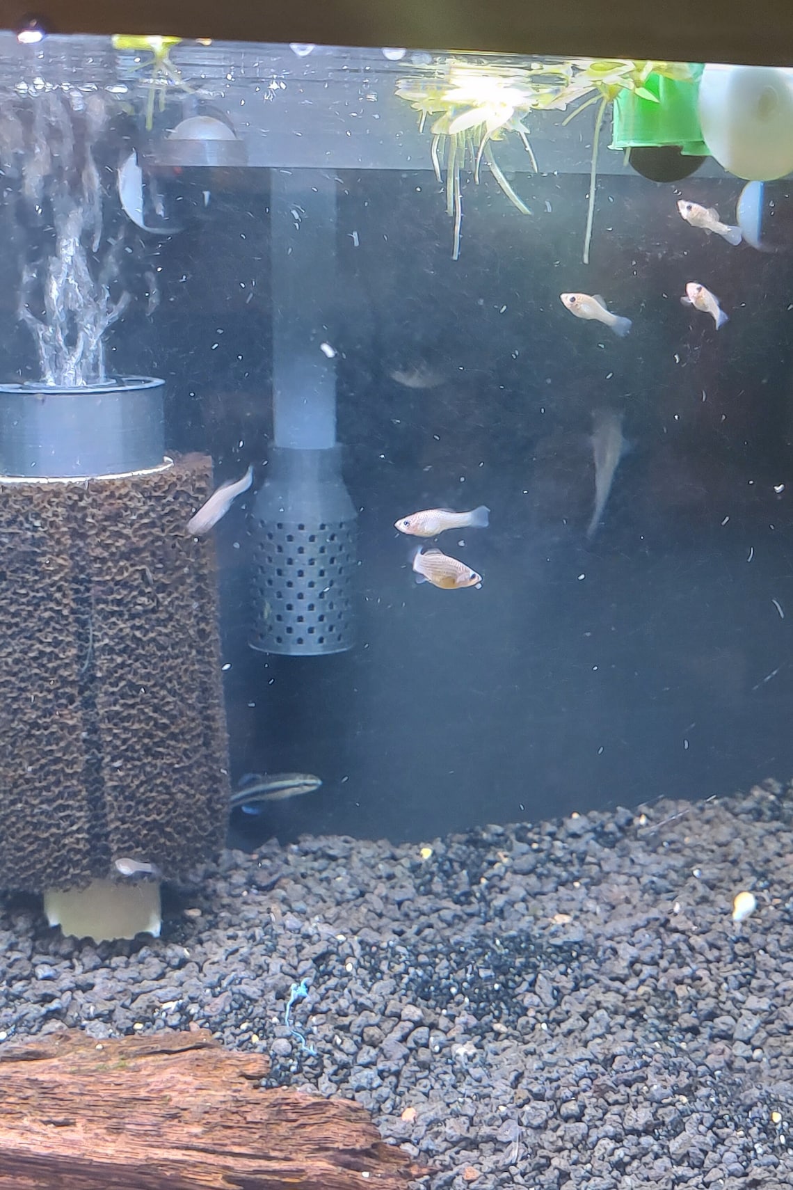 Aquarium Floating Plant Protector fishnacks FPP COMBO - Etsy