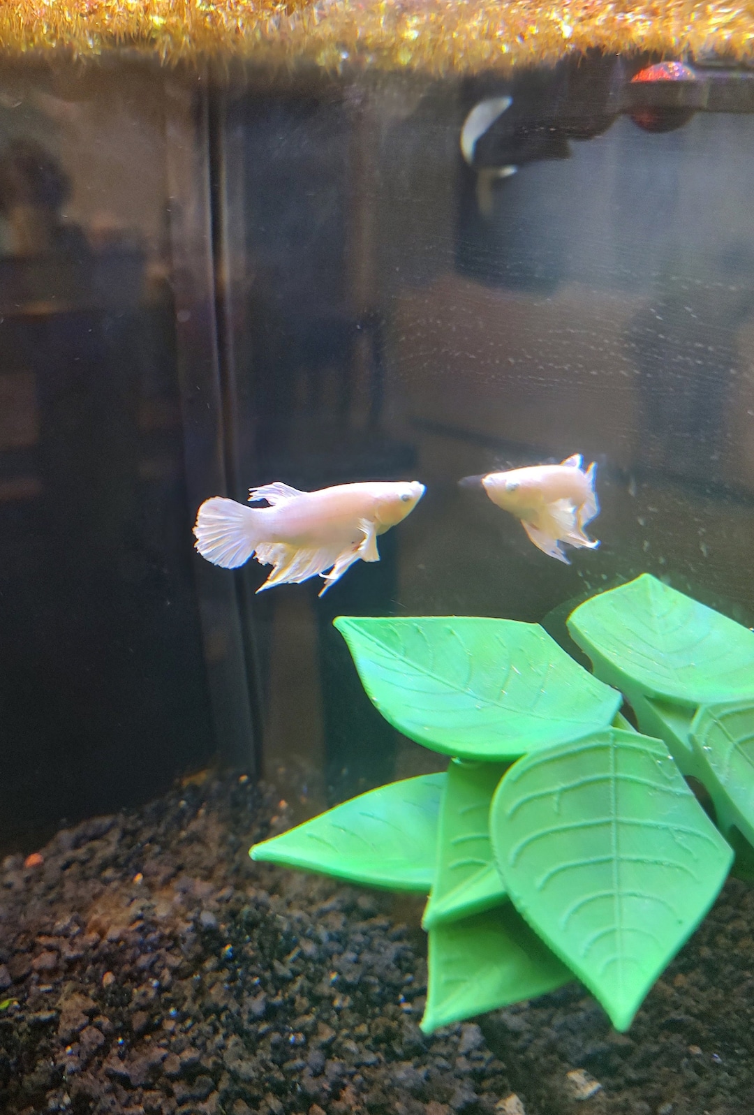 NEW- 5-leaf Aquarium Fish-betta Leaf Lounge (fishnacks LL ...