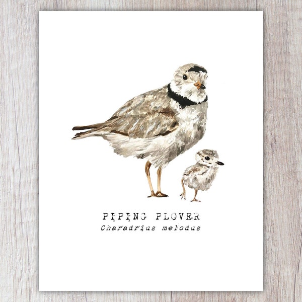 Watercolor Plover Art - Etsy