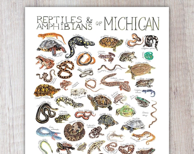 Reptiles & Amphibians of Michigan Art Print / Watercolor Painting ...