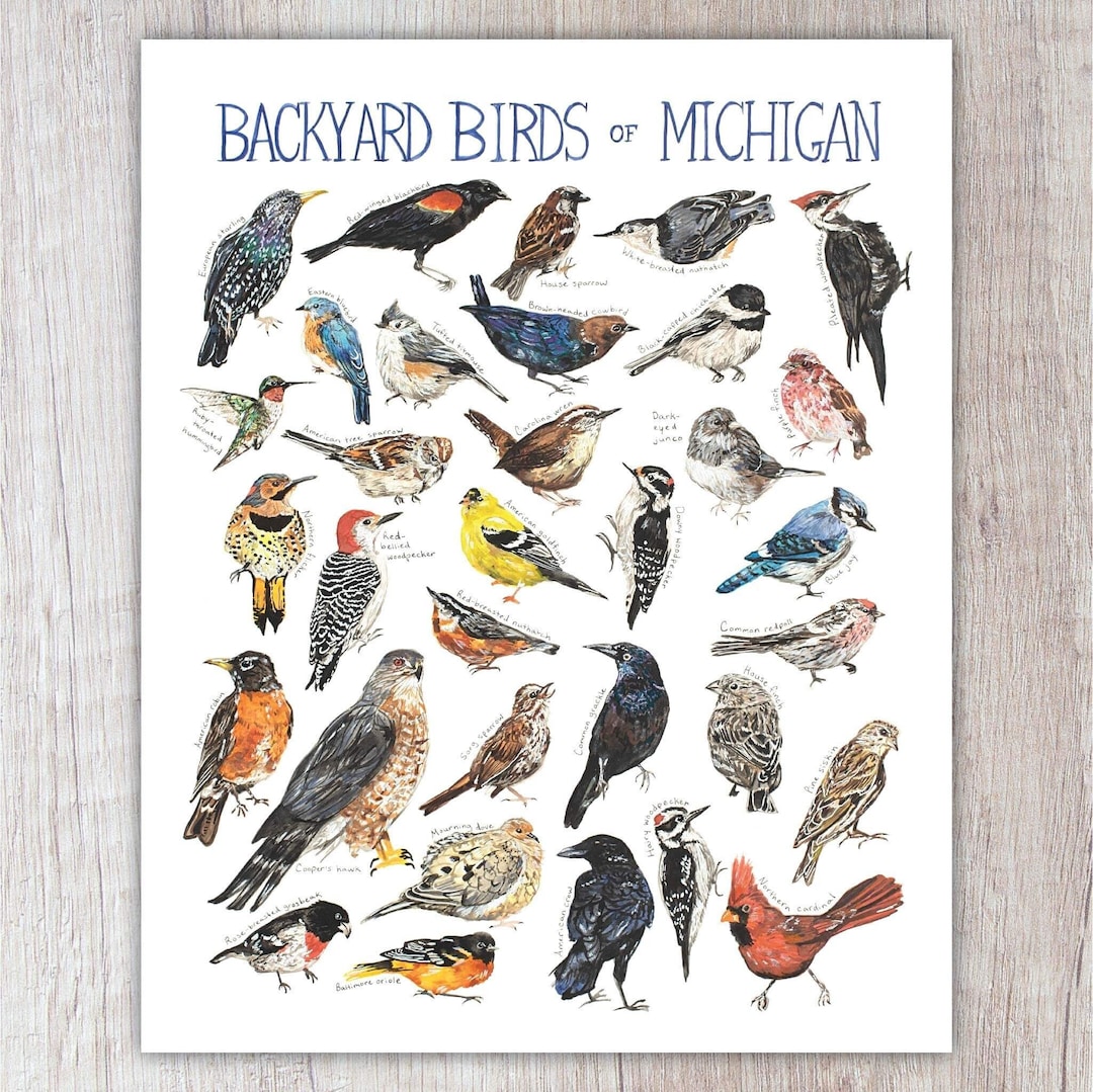 Backyard Birds of Michigan Art Print / Watercolor Painting / Nature ...