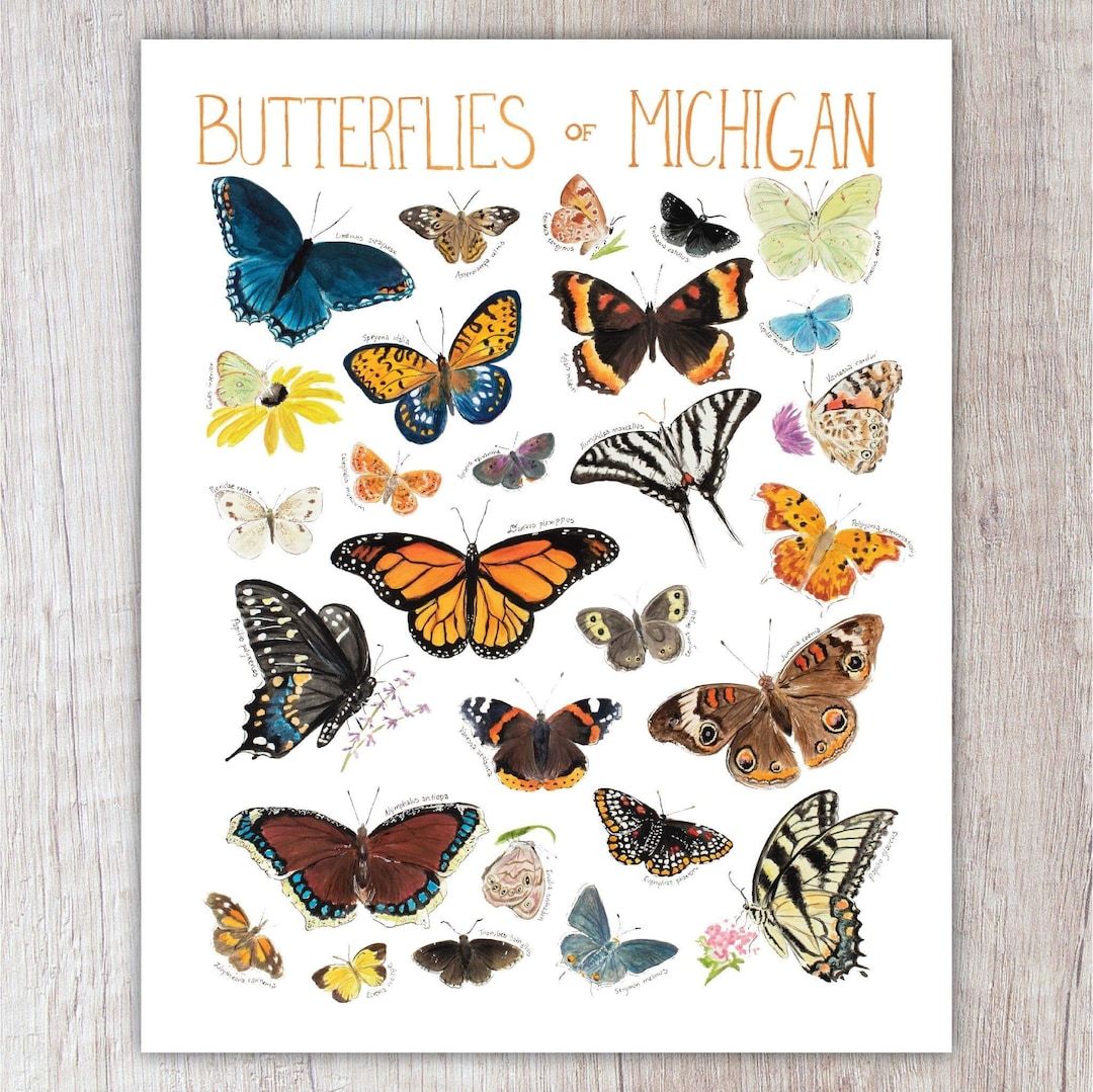 Butterflies of Michigan Art Print / Watercolor Painting / Nature Print ...