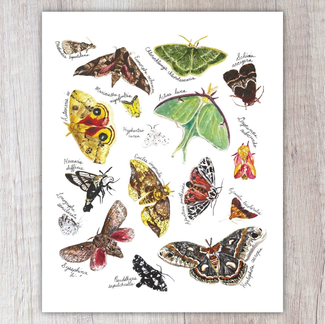 Moths Art Print / Watercolor Painting / Nature Print / Field Guide Art ...
