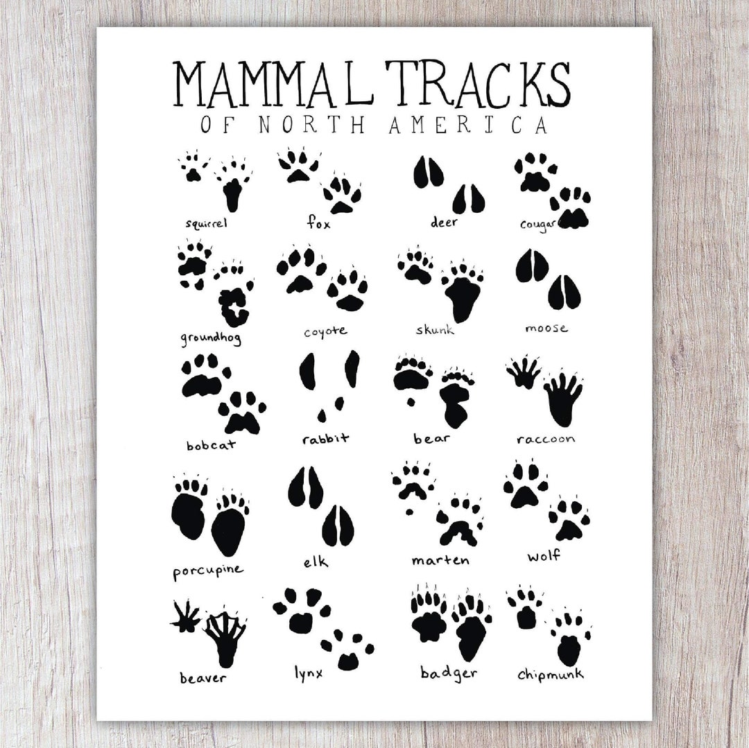Mammal Tracks of North America Art Print / Watercolor Painting / Nature ...